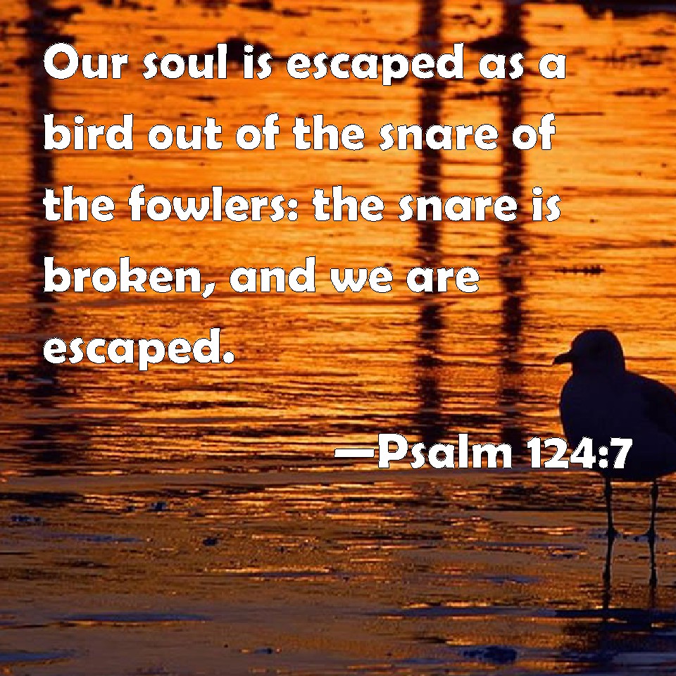 Psalm 124 7 Our Soul Is Escaped As A Bird Out Of The Snare Of The Psalm 124 7 Our Soul Is Escaped As A Bird Out Of The Snare Of The