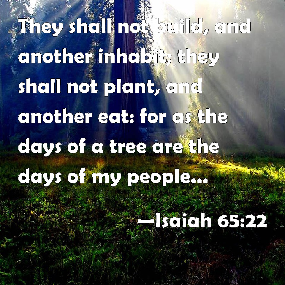 Isaiah 65 22 They Shall Not Build And Another Inhabit They Shall Not Isaiah 65 22 They Shall Not Build And Another Inhabit They Shall Not